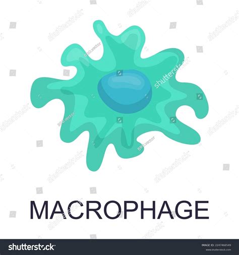 4715 Imágenes De Macrofagos Imágenes Fotos Y Vectores De Stock
