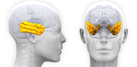 The Temporal Lobe Decrypting The Secrets Of Auditory Processing And