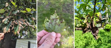 Scorched Leaves On Your Trees — Tree First
