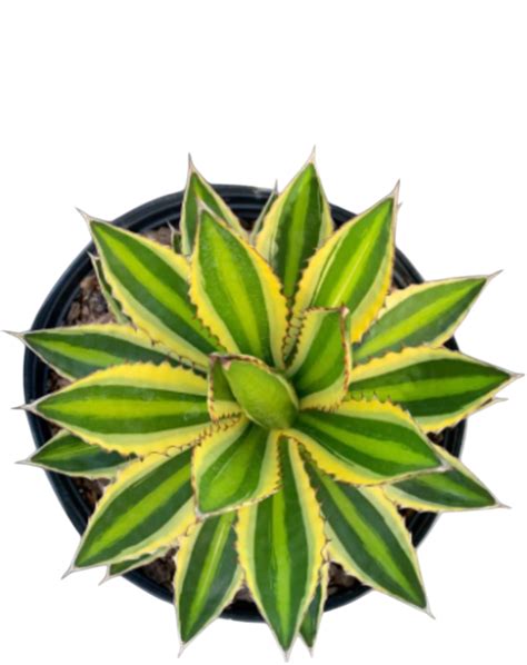Century Plant Agave Lophantha ‘quadricolor Plants For Sale Miami