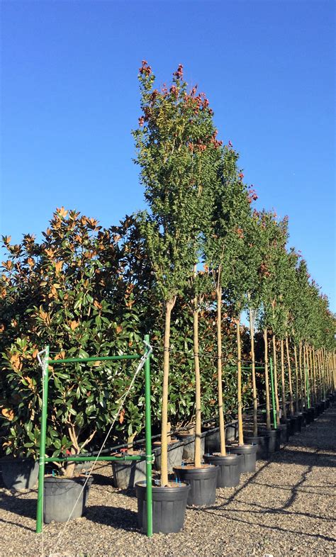 Koelreuteria Paniculata Fastigiata