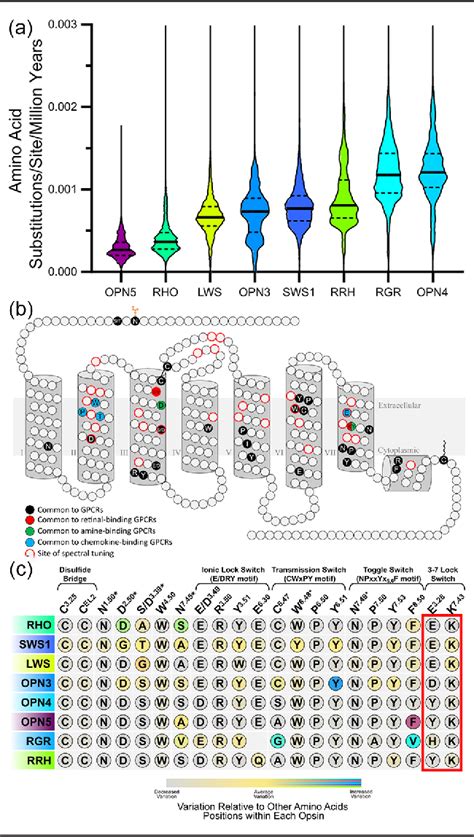 Figure 2 From Evolutionary Constraint On Visual And Nonvisual Mammalian