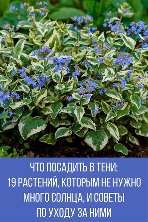 Что посадить в тени 19 растений которым не нужно много солнца и советы по уходу за ними