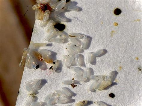 Bed Bug Eggs On Bed