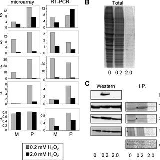 Confirmation Of Microarray Data A The Microarray Data Were Confirmed Download Scientific