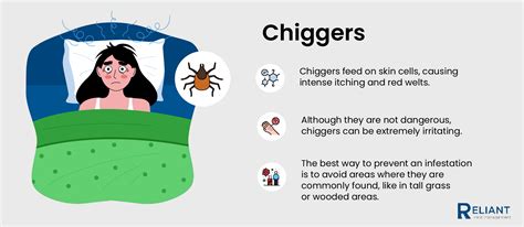 10 Texas Spiders And Their Effects At Home