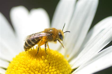 Discover Plasterer Bees Natural History Society Of Northumbria