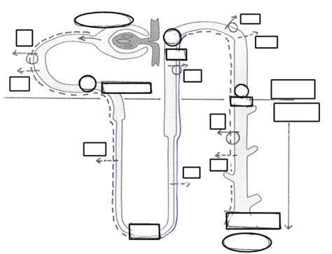 Lecture 13 The Control Of Ecf And Osmolarity Flashcards Quizlet