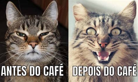 Você Sabe Como Começou A Utilização Dos Memes Saiba Neste Conteúdo