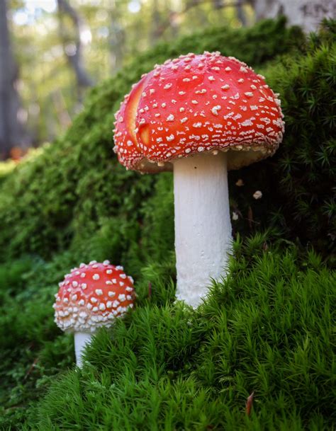 Amanita Muscaria A Couple Of Beautiful Amanitas That Just Sprouted