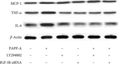 Upregulation Of Mcp 1 Tnf α And Il 6 Expressions And Productions By