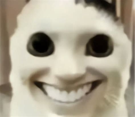 Pin By 🦕🦕 On 快速儲存 Funny Looking Cats Silly Cats Pictures Ugly Cat