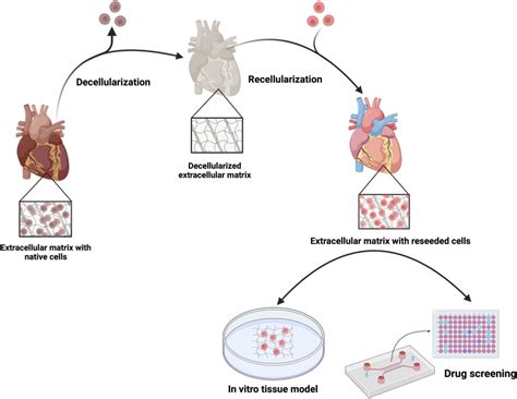 Recent Advances In Soluble Decellularized Extracellular Matrix For