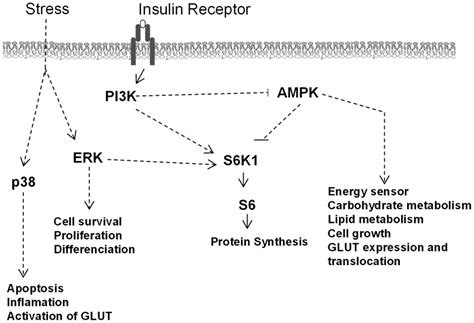 Stress And Insulin Signaling Pathways Erk Extracellular Download