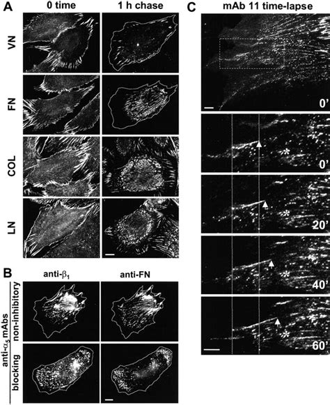 Identification Of The Translocating Integrin Heterodimer A Hff Were