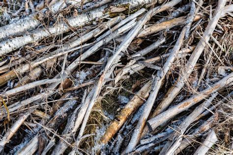 Dry Broken Tree Branches On The Ground Stock Image Image Of Clouds River