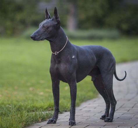 Black Pharaoh Hound