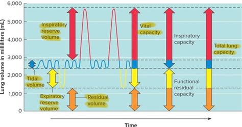 Lab Quiz Flashcards Quizlet
