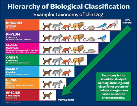Zoco Biology Poster Hierarchy Of Biological Classification