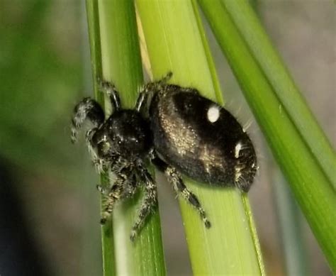 Bold Jumping Spider Phidippus Phidippus Audax Bugguidenet