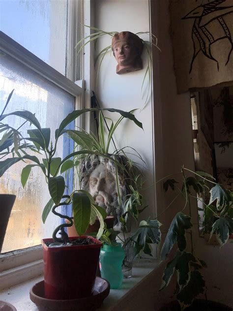 Newly Populated Window Rhouseplants