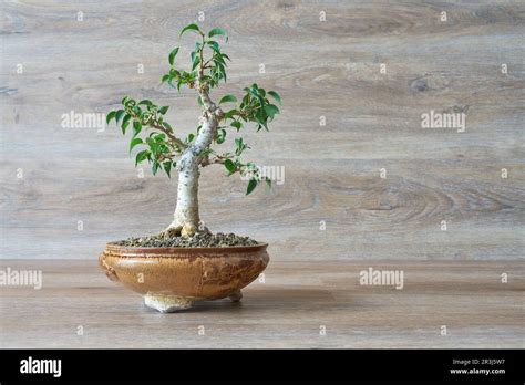 Dwarf Weeping Fig Tree Hi Res Stock Photography And Images Alamy