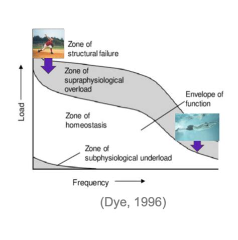 Upper Extremity Return To Sport Considerations Flashcards Quizlet