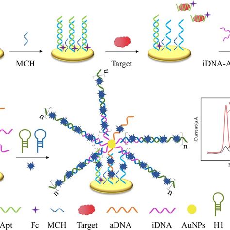 Schematic Illustration For Electrochemical Assay Of Str Download