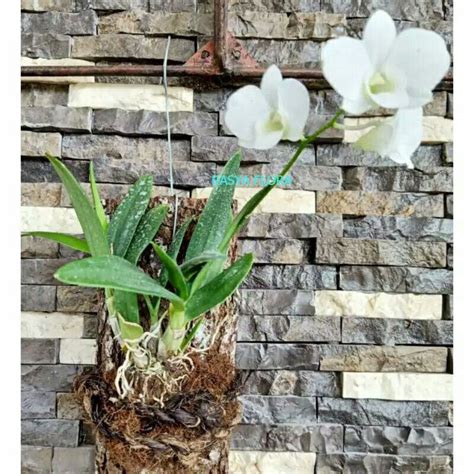 Jual Seedling Anggrek Dendrobium Mini White Shopee Indonesia