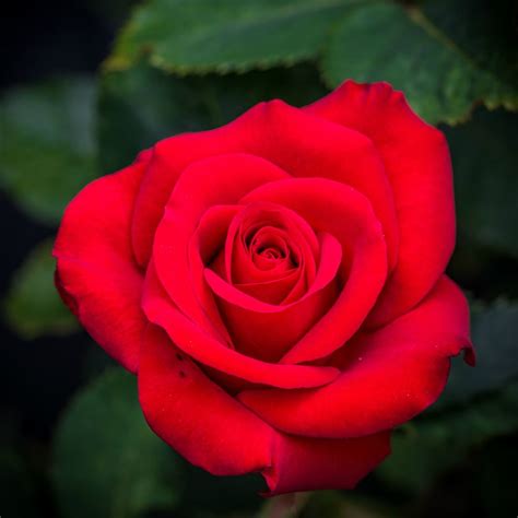 Rosa Ruby Wedding Beechmount Garden Centre