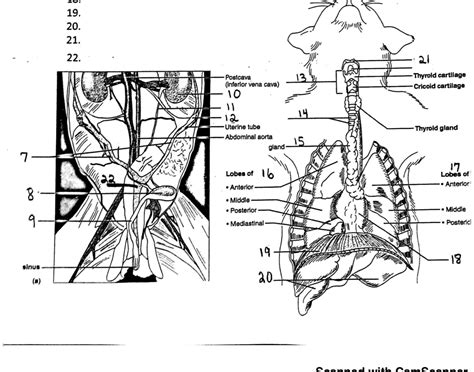 Cat Dissection Pt 1 — Printable Worksheet