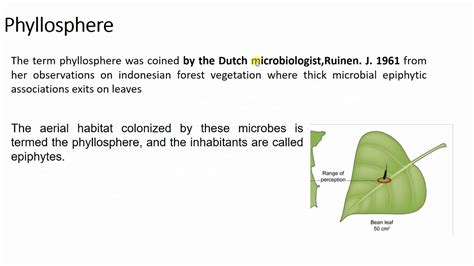 Rhizosphere And Phyllosphere Youtube