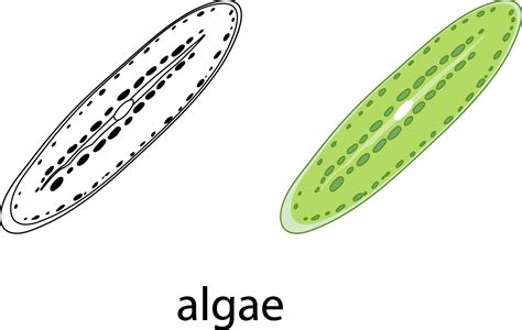 Algae In Colour And Doodle On White Background Vector Art At Vecteezy