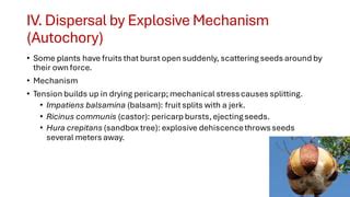 Seed Types Germination And Means Of Dispersal Pdf
