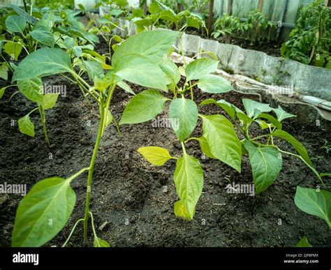 Capsicum Annuum Seedlings In A Greenhouse Growing Greenhouse Fruit