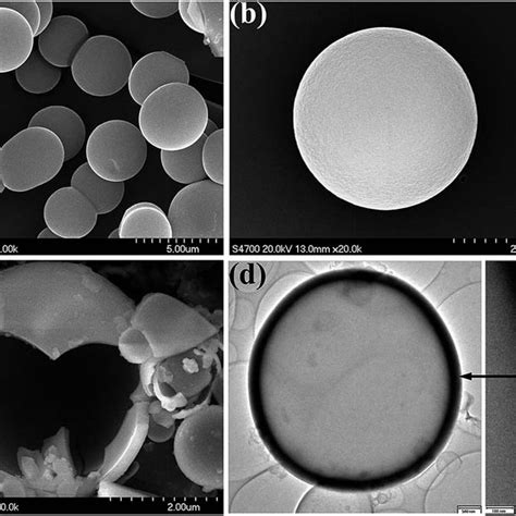 representative morphology and core shell structure of a download scientific diagram