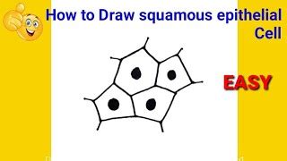 Squamous Epithelial Cells Diagram