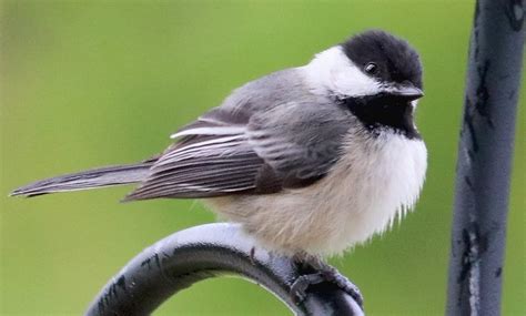 Carolina Chickadee Guide Poecile Carolinensis All You Should Know