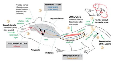 Sexual Function And Sex Related Disorders 6 Flashcards Quizlet