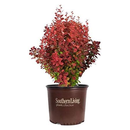 Sunjoy Orange Pillar™ Barberry Berberis Proven
