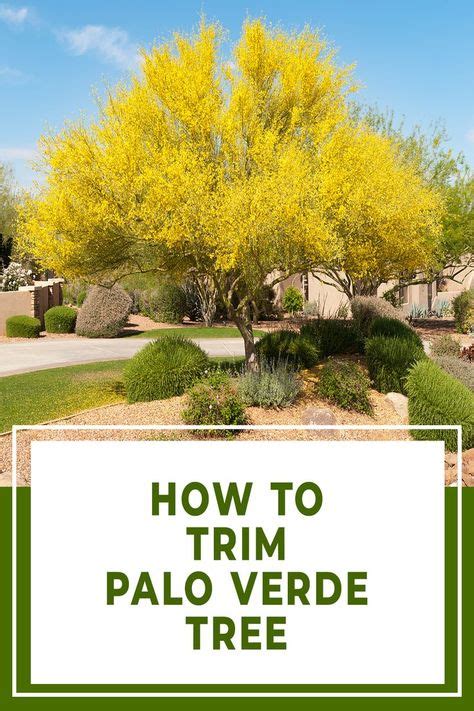 Palo Verde Tree Landscape