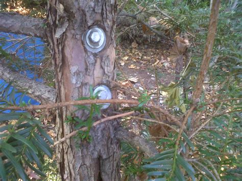 Split Stem Tree Repair Greenhow Pest And Termite Control Boston