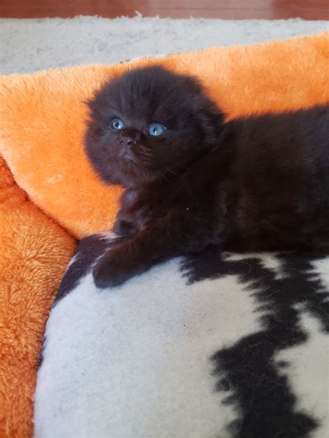 შავი ქათი სასაფლაოზე