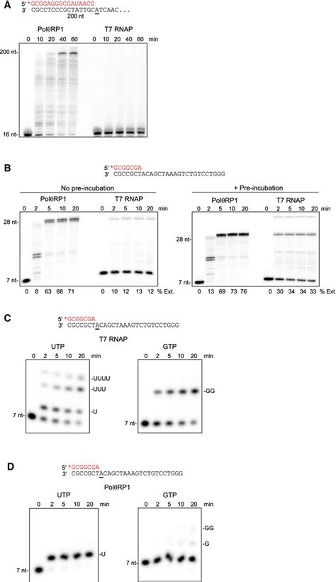 Promoter Independent Synthesis Of Chemically Modified Rna By Human Dna