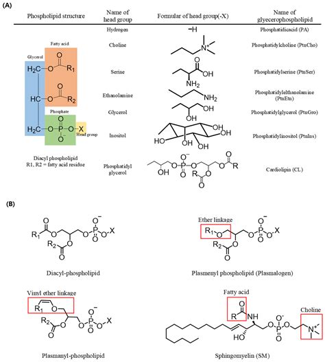 Compositional Study Of Phospholipids From The Dried Big Head And