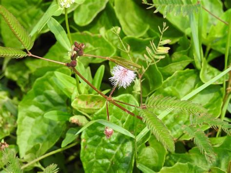 Andare අන්දරේ නිදිකුම්බා ශාකයෙන් උගත් දේවල් කිහිපයක් අප අවට සිටින සතුන් දෙස සහ ශාක දෙසත්