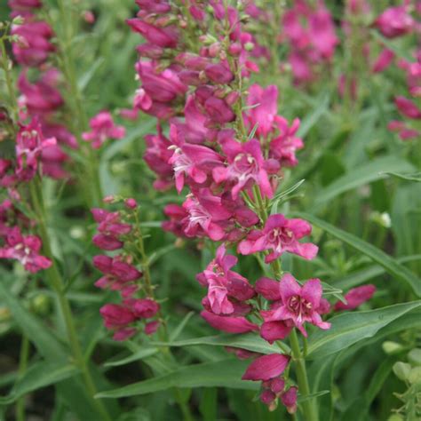 Penstemon Rock Candy® Ruby Garden Crossings