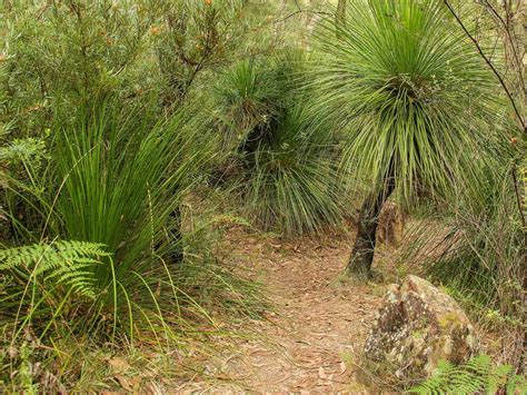 Grass Tree Circuit Sydney Australia Official Travel
