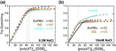 Occluded Site Sizes Of Ssb Linker Variants On Poly Dt Results Of