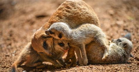 16 Fascinating Things You Didnt Know About Meerkats